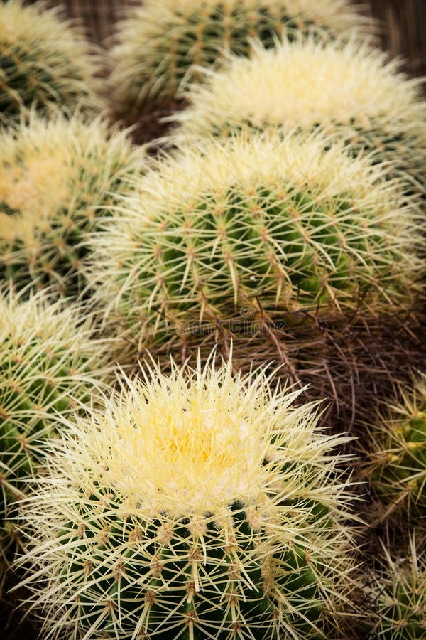 Echinocactus plants stock image. Image of angiosperms - 47196835