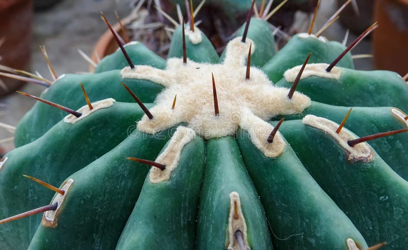Echinocactus Sp., Cactus in the Collection with Wavy Ribs, Close-up ...