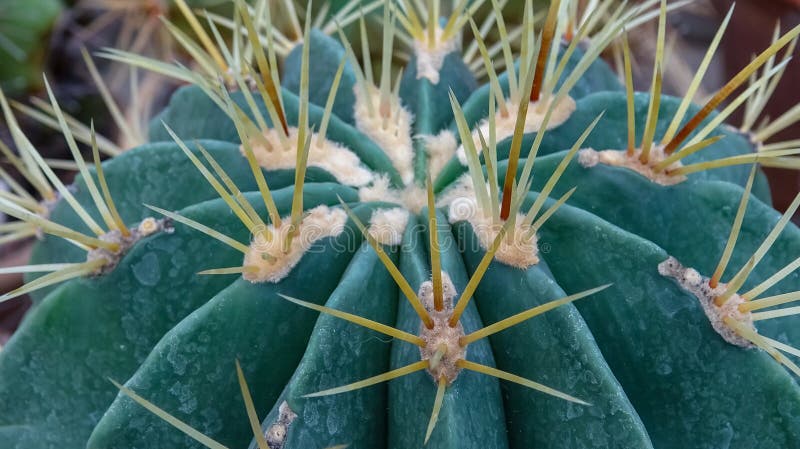 Echinocactus Sp., Cactus in the Collection with Wavy Ribs, Close-up ...
