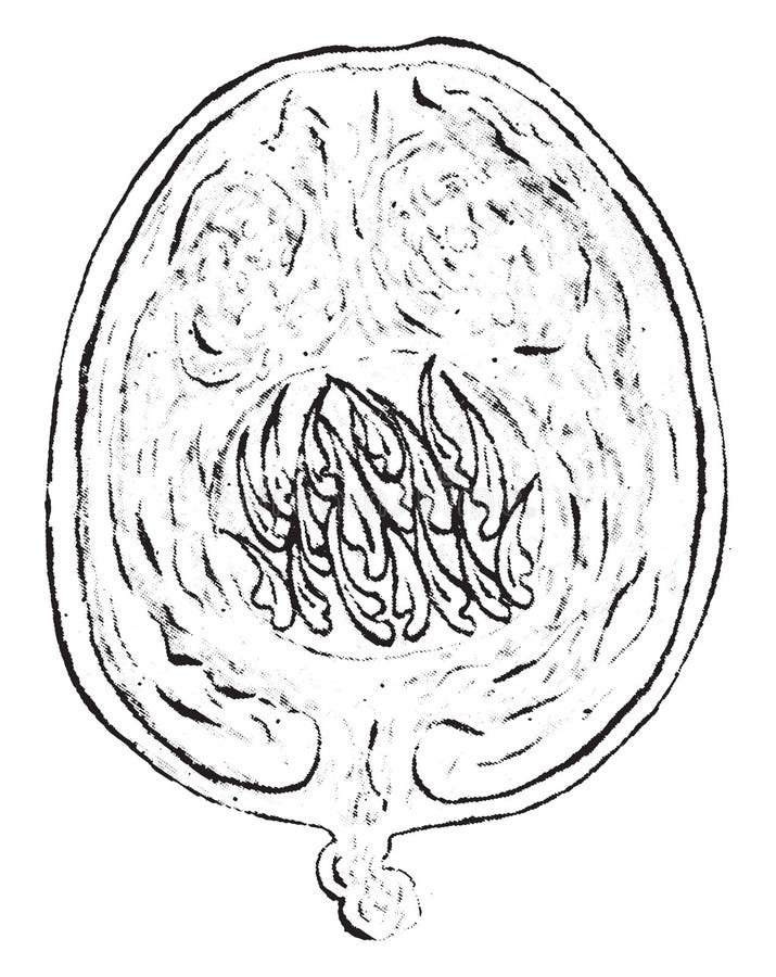 Echinococcus Hooklets Stock Illustrations – 2 Echinococcus Hooklets ...