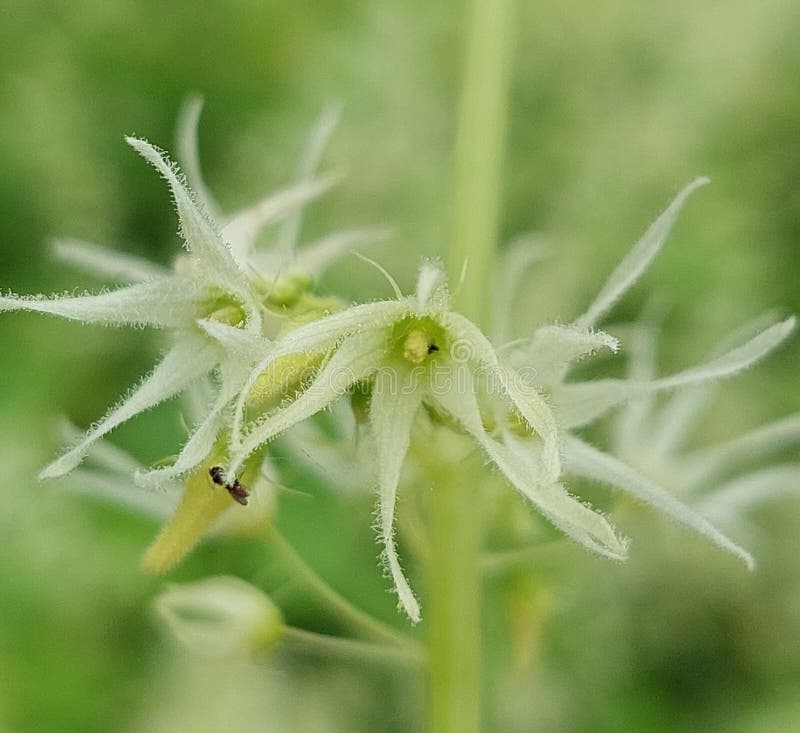 Echinocystis lobata stock image. Image of flora, californian - 254338639