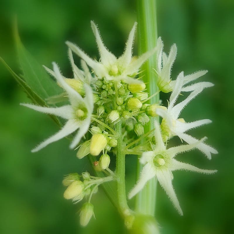 Echinocystis lobata stock photo. Image of canadian, wild - 269188970