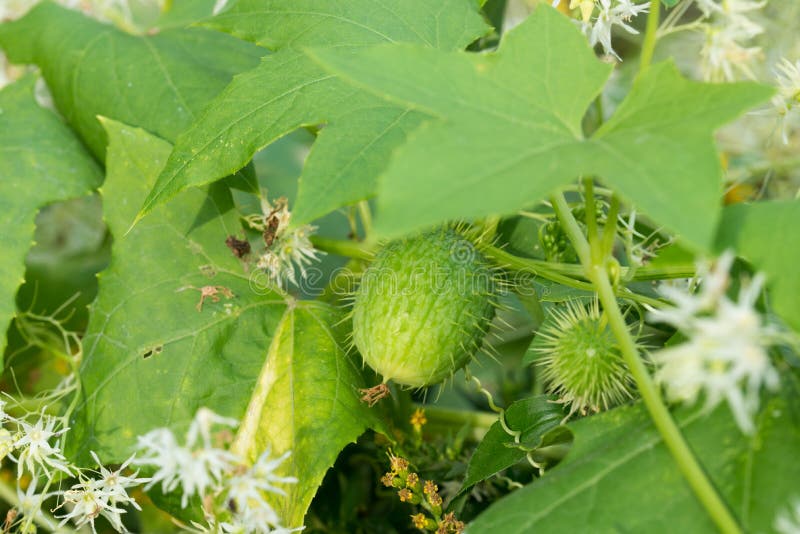 Echinocystis Lobata Wild Cucumber, Fruit Capsule Stock Image - Image of ...