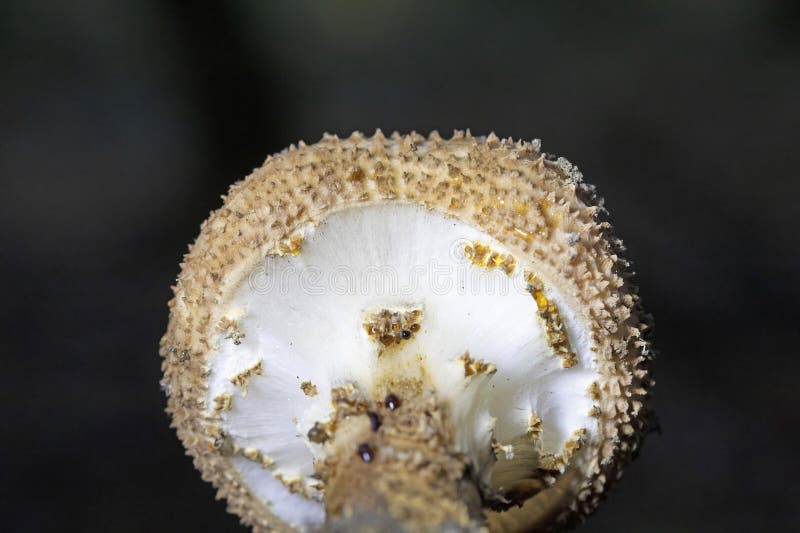 Echinoderma Asperum (Lepiota Aspera)sometimes Known Commonly As the ...