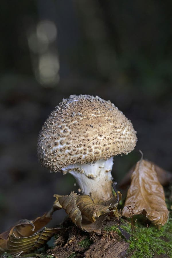 Echinoderma Asperum (Lepiota Aspera)sometimes Known Commonly As the ...