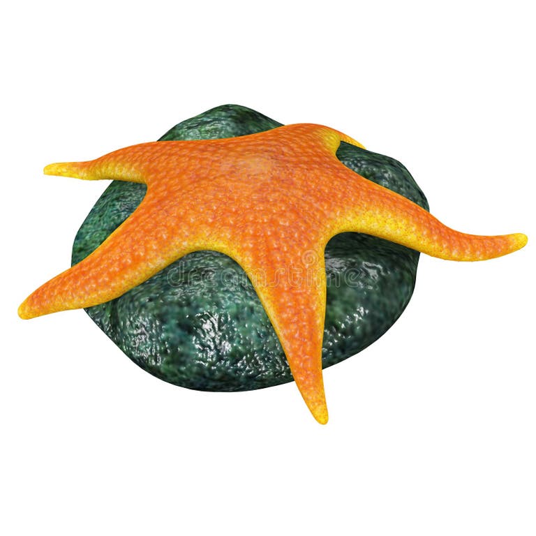 Phylum Echinoderms Stock Photos - Free & Royalty-Free Stock Photos from ...