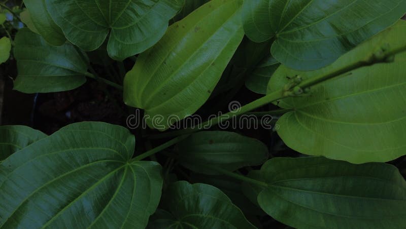 Echinodorus Cordifolius, the Spade-leaf Sword or Creeping Burhead ...