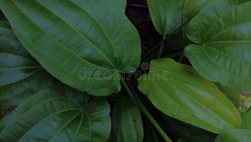 Echinodorus Cordifolius, the Spade-leaf Sword or Creeping Burhead ...