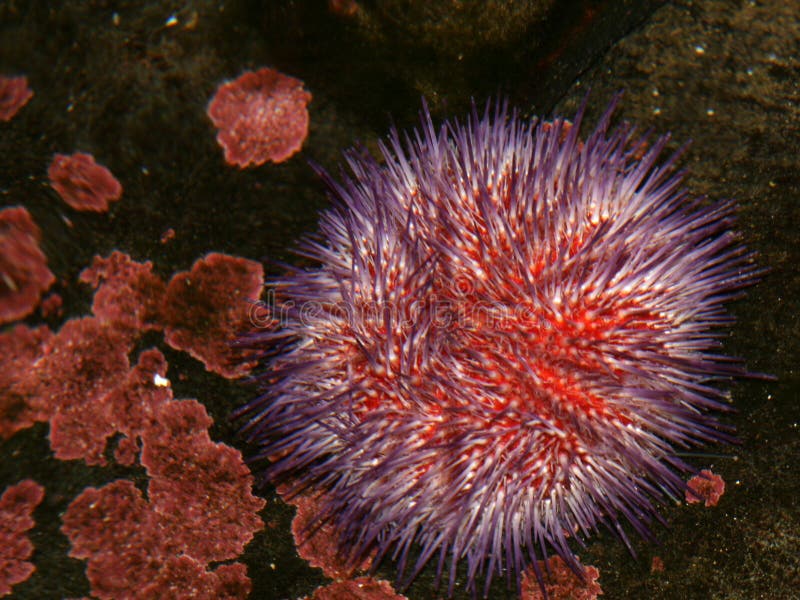 Echinoidea Definition