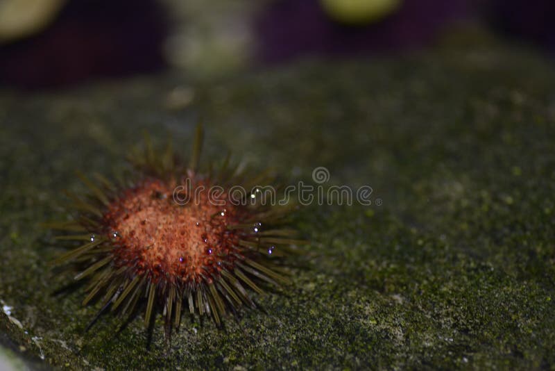 Echinoides, Comumente Conhecidos Como Ouriços-do-mar, São Uma Classe Da ...