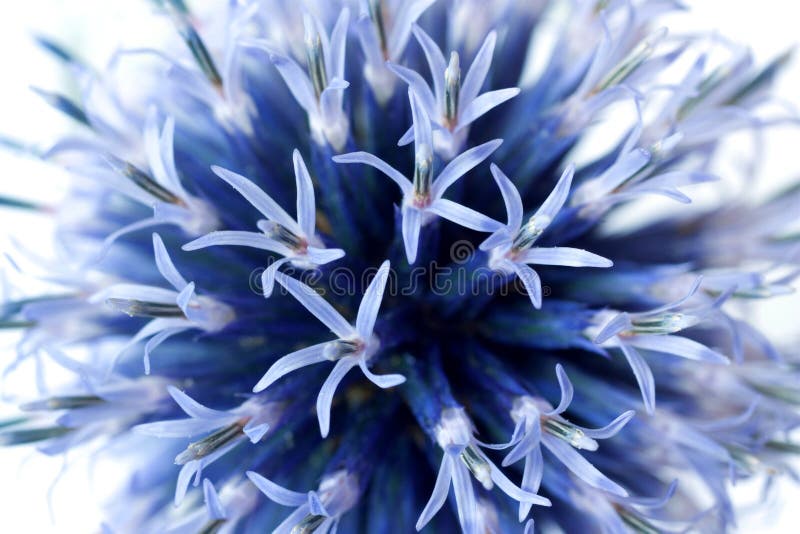Echinops bannaticus stock image. Image of pollen, round - 63565563