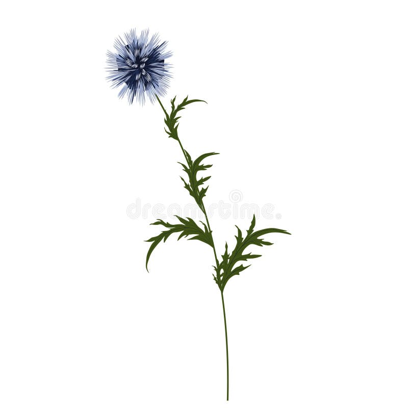Echinops Blue Flower Thorn. Dried Flower Stock Vector - Illustration of ...