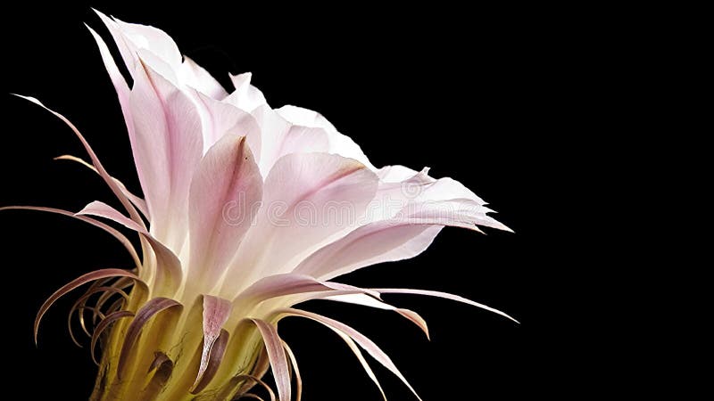 Echinops Cactus Flower with Moving Petals Stock Video - Video of ...