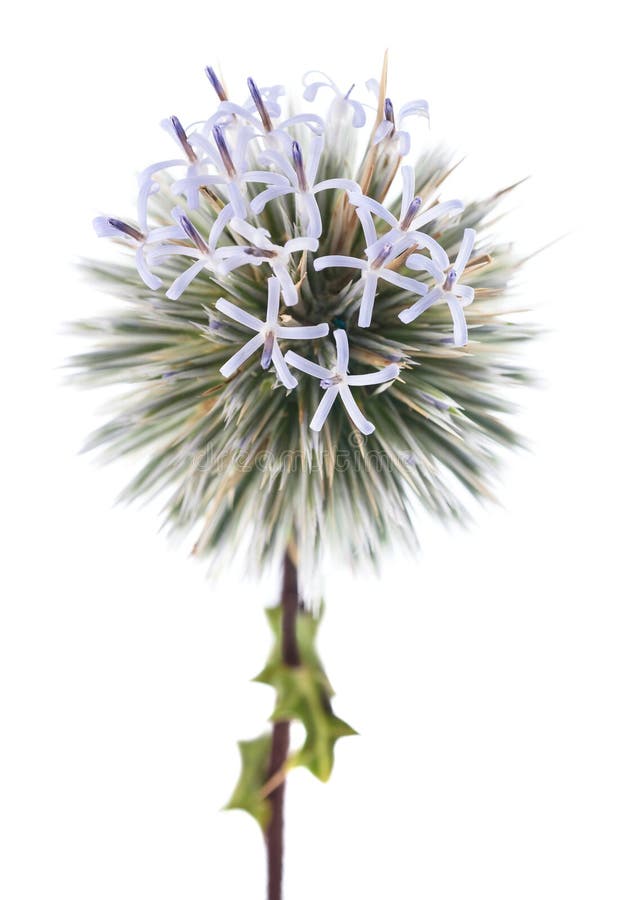 Echinops flower stock photo. Image of flowers, spike - 323610380