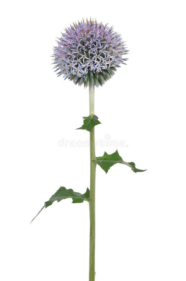 2,131 Echinops Flower Stock Photos - Free & Royalty-Free Stock Photos ...