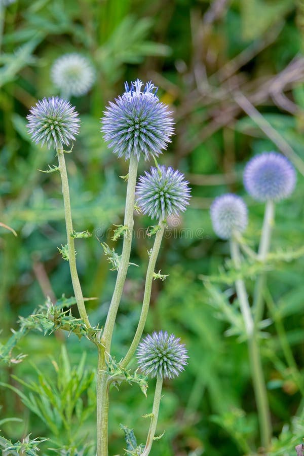 Echinops flowers stock image. Image of round, flowers - 98169075
