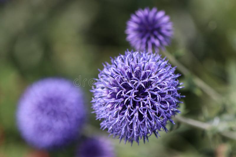 Echinops or Globe Thistle stock photo. Image of seasonal - 225273804