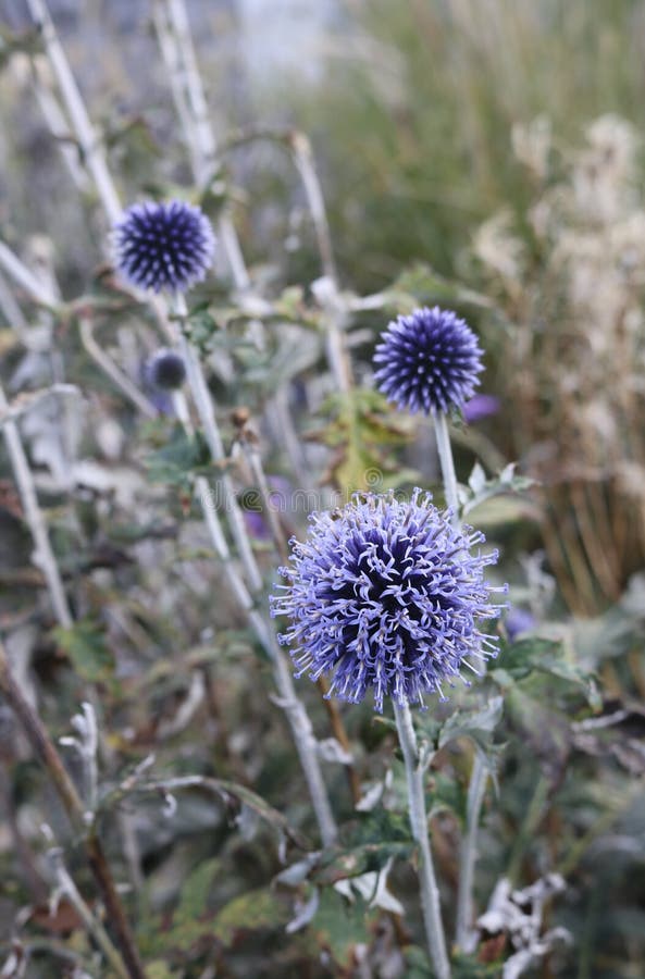 Echinops-Kugel-Distel stockfoto. Bild von gärtnern, schön - 128506988