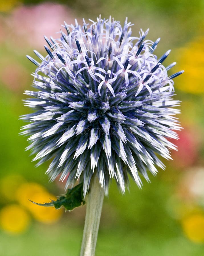 Small globe thistle stock image. Image of outside, metallic - 7054249