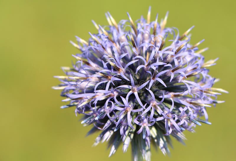 Echinops Ritro (southern Globethistle) Stock Photo - Image of steel ...