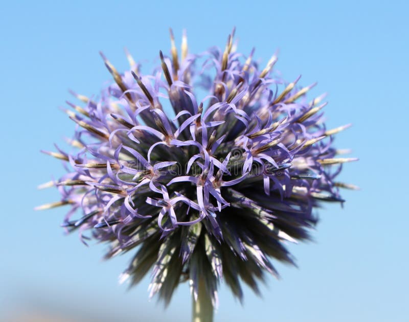 Echinops Ritro (southern Globethistle) Stock Image - Image of thistle ...