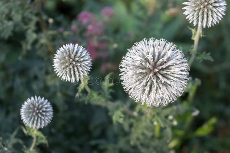 Echinops Sphaerocephalus or Glandular Globe-thistle Stock Photo - Image ...