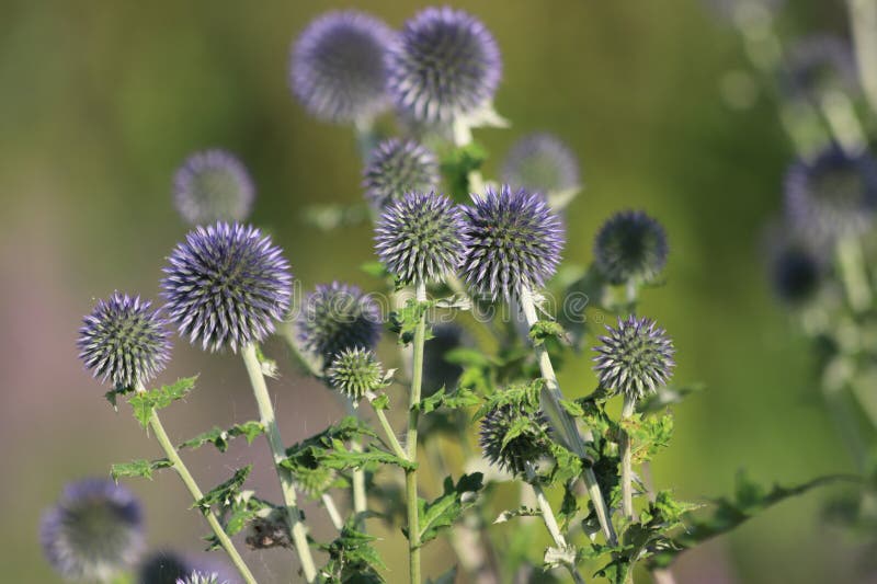 Echinops Sphaerocephalus Known As Great Globe Thistle. Stock Image ...