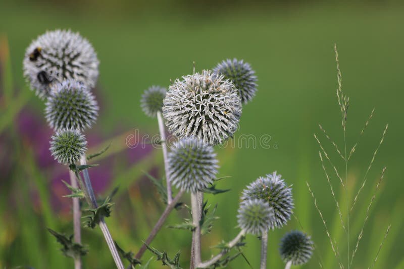 Echinops Sphaerocephalus Known As Great Globe Thistle. Stock Image ...