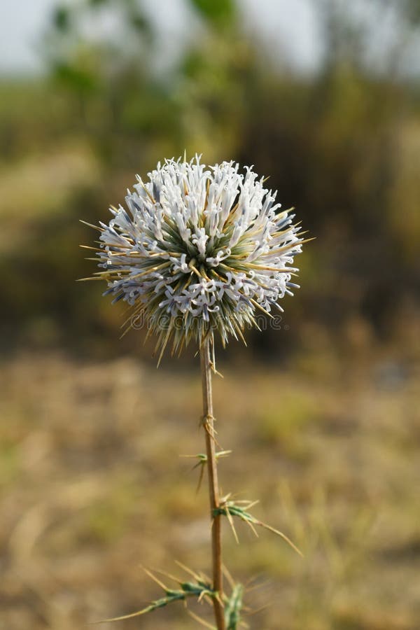 Echinops Sphaerocephalus Known As Great Globe Thistle or Pale Globe ...