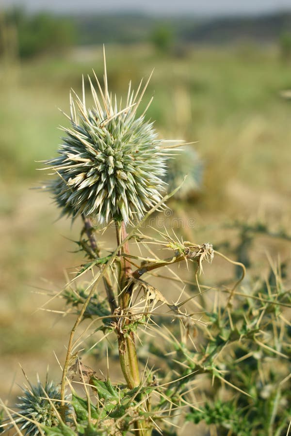 Echinops Sphaerocephalus Known As Great Globe Thistle or Pale Globe ...