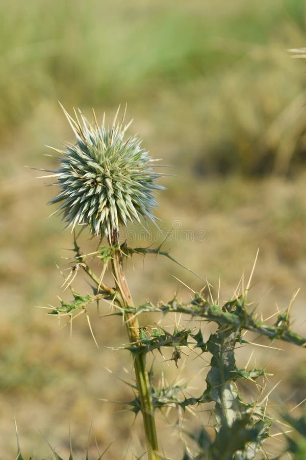 Echinops Sphaerocephalus Known As Great Globe Thistle or Pale Globe ...