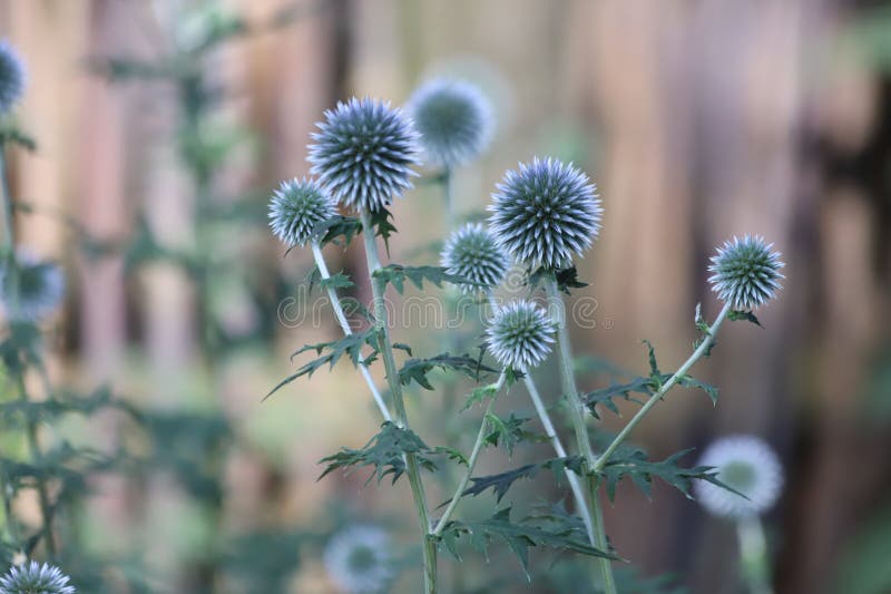 Echinops Sphaerocephalus Known As Great Globe Thistle or Pale Globe ...