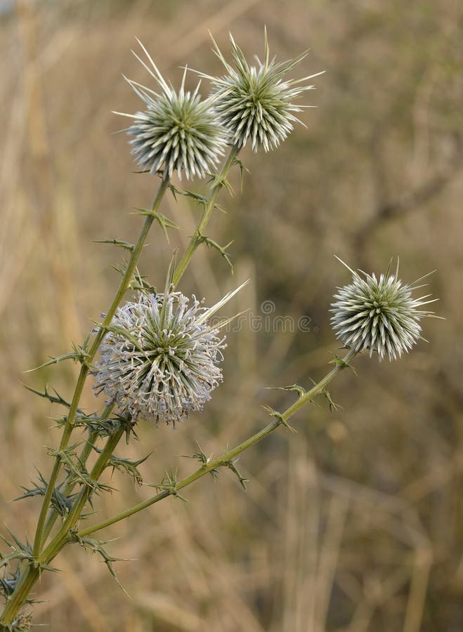 Echinops spinosissimus stock photo. Image of mediterranean - 63101446