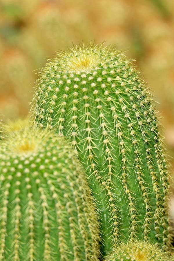 Echinopsis stock photo. Image of thorn, cactaceae, succulents - 349241522