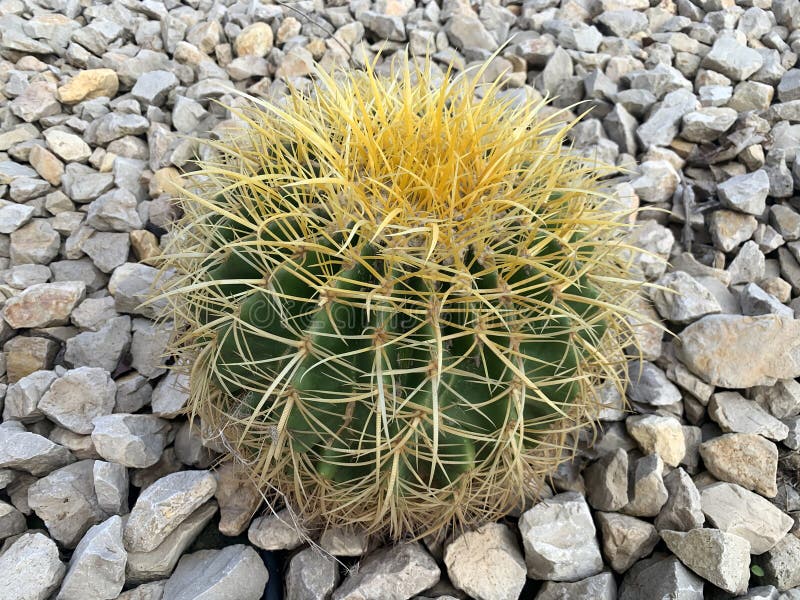 Echinopsis Latin - Echinopsis - Perennial, Slow-growing Cactus Stock ...