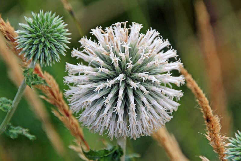 Echinops-Kugel-Distel stockfoto. Bild von gärtnern, schön - 128506988
