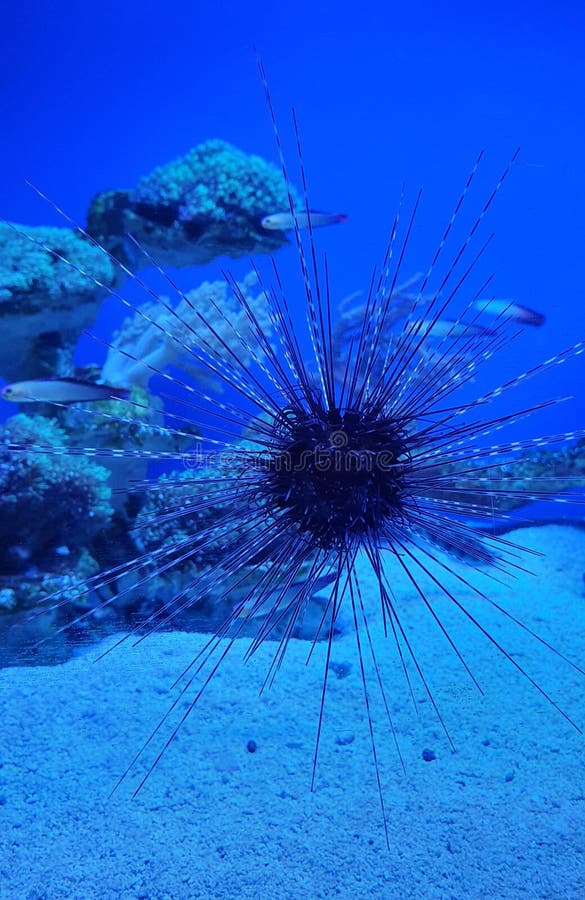 Echinus, aquarium ðŸ Ÿ stock photo. Image of organism - 252847582