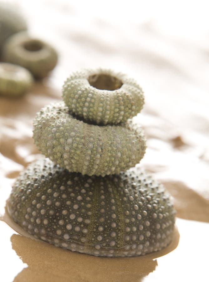 Echinus on the beach stock photo. Image of coral, design - 8378784