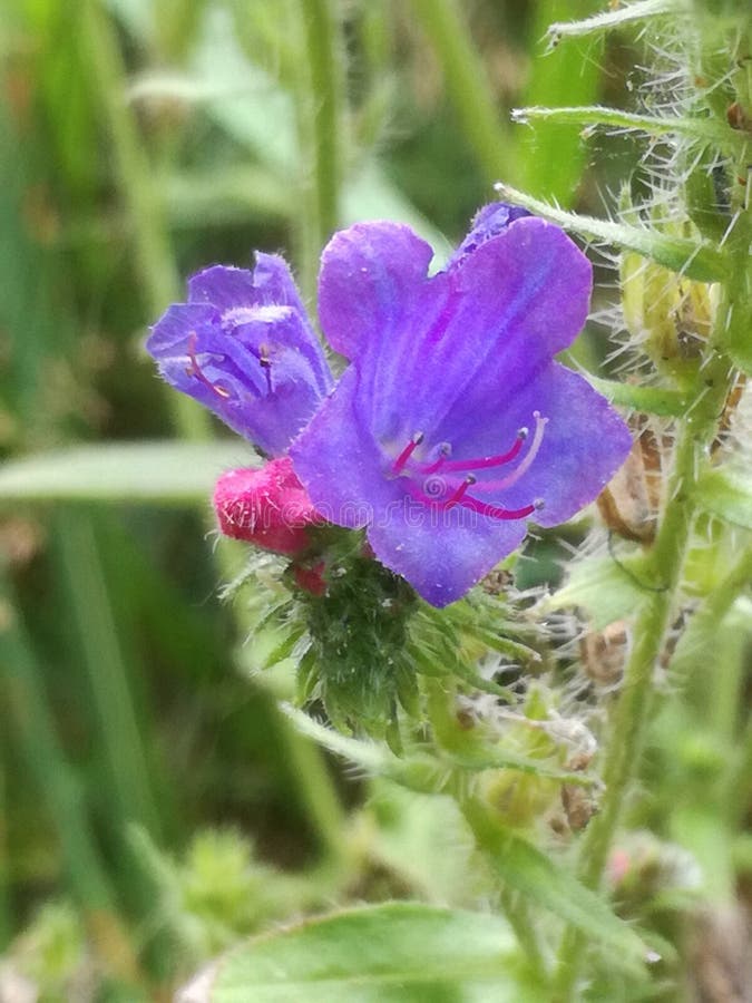 Echium Vulgare stock image. Image of vulgare, plant - 230368337