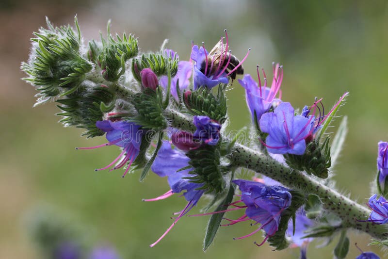 Untilled Lands Stock Photos - Free & Royalty-Free Stock Photos from ...