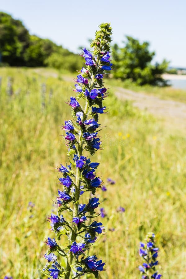 Echium vulgare L.. stock image. Image of blueweed, blue - 72822683