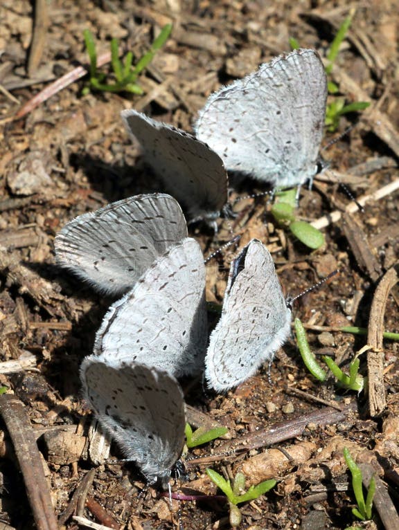 Echo Azure Butterflies in a Group Stock Image - Image of celastrina ...