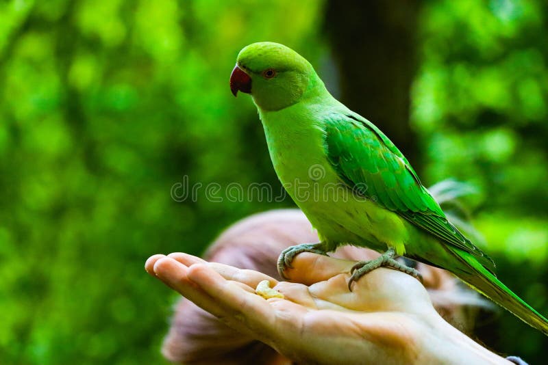 Echo Parakeet (Psittacula Eques) on a Hand Stock Photo - Image of ...