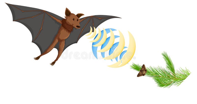 Echolocation Stock Illustrations – 198 Echolocation Stock Illustrations ...