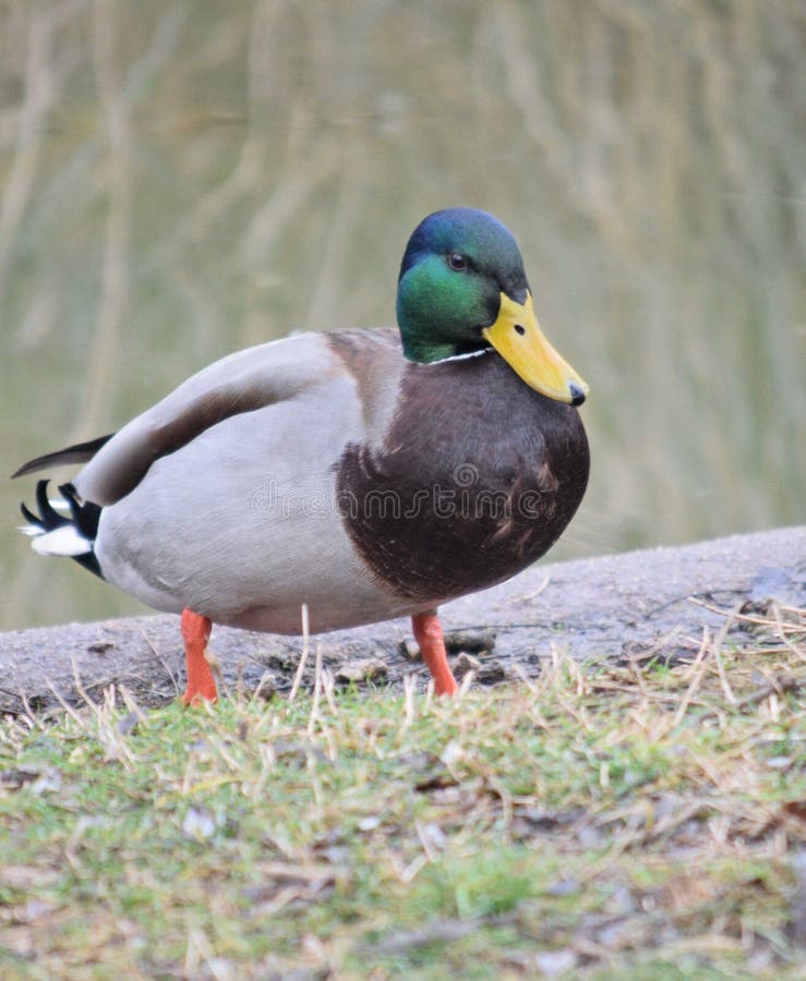 Echte Eend stock foto. Image of rood, geel, groen, ovipareus - 109080606