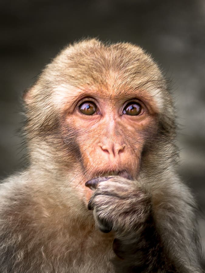 Eckenhagen, Germany - Barbary Macaque Macaca Sylvanus in a Thinking ...