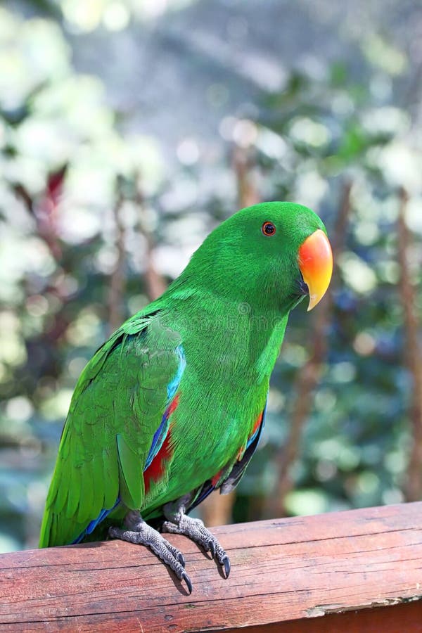 Eclectus Parrot stock image. Image of tropical, perched - 74357635