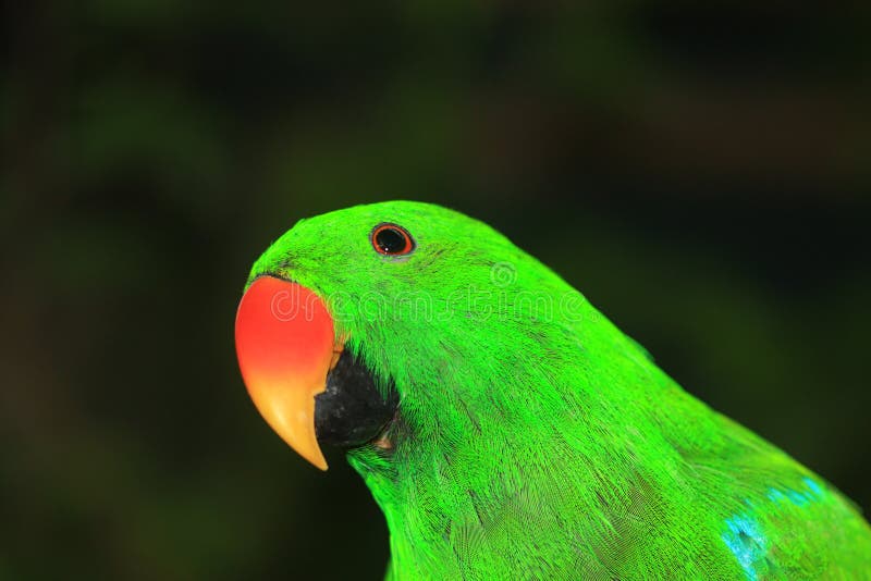 Green Eclectus Parrot Head View Stock Photo - Image of color, australia ...