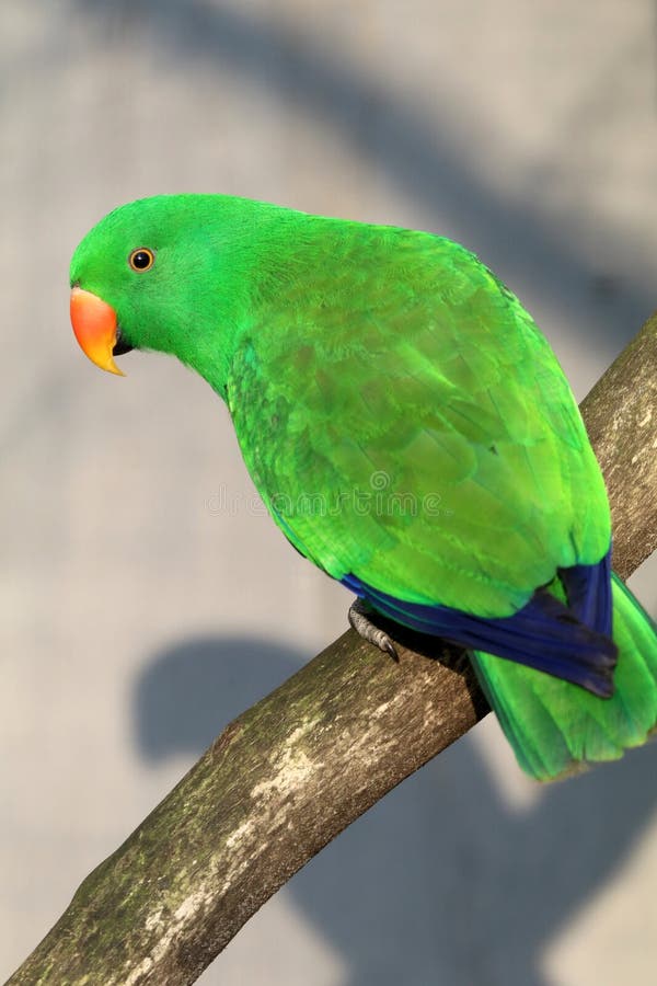 Eclectus parrot stock photo. Image of animal, cute, blue - 112670044