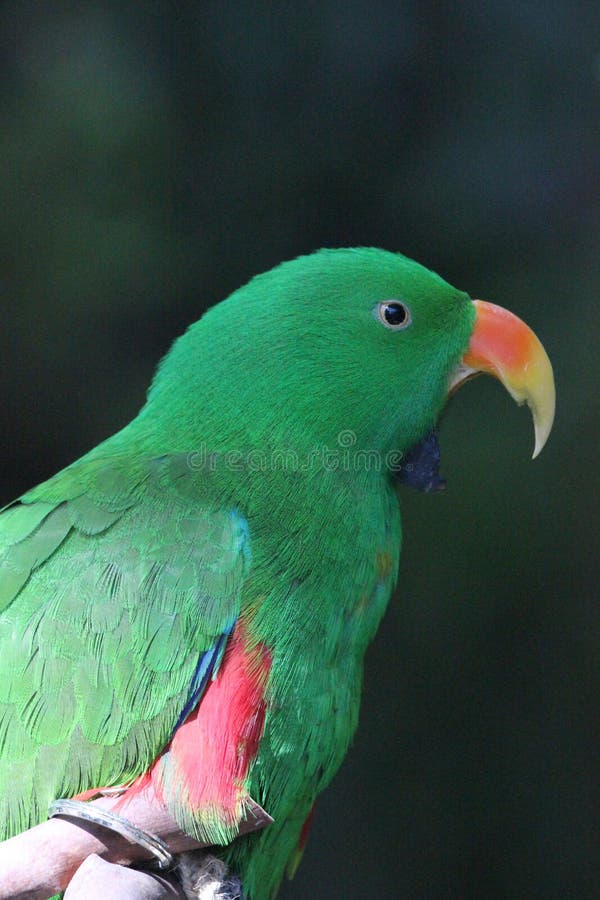 An Eclectus Parrot (Eclectus Roratus Stock Photo - Image of eclectus ...
